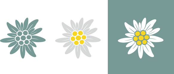 Edelweiss flower Royalty Free Vector Image - VectorStock