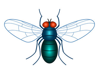 Fly Insect Vector Images (over 100,000)