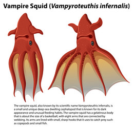 Deep sea creatures vampire squid Royalty Free Vector Image