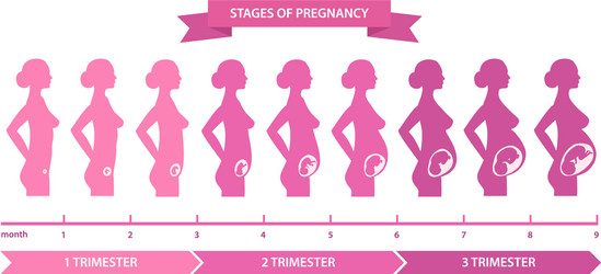 Pregnancy Stages Vector Images (over 960)