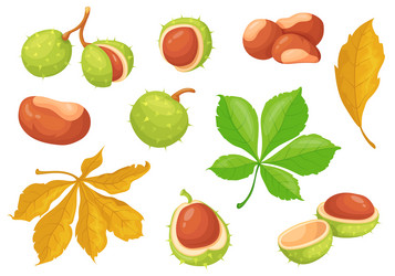 Cartoon Chestnut Chestnuts Vector Images (over 2,200)