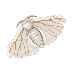 Cute Moth Animated Vector Images (over 2,000)