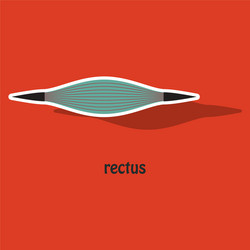 Sticker rectus - didactic board of anatomy Vector Image