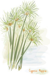 Butterfly watercolor Royalty Free Vector Image