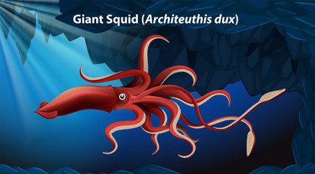 Squid Cartoon Giant Vector Images (over 970)