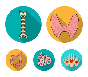 Thyroid gland spine small intestine large Vector Image