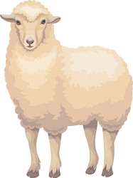 Merino Sheep Vector Images (over 450)