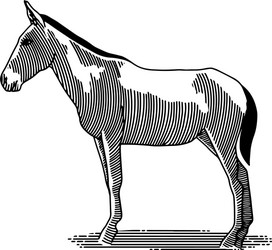 Mule Vector Images (over 3,000)