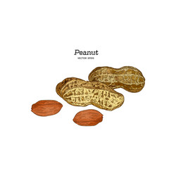 Peanut cartoon character in different poses Vector Image