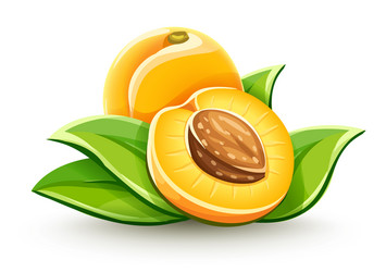 Apricot Vector Images (over 17,000)