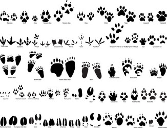 Animal and reptile footprints Royalty Free Vector Image