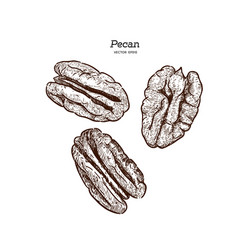 Pecans hand draw sketch Royalty Free Vector Image