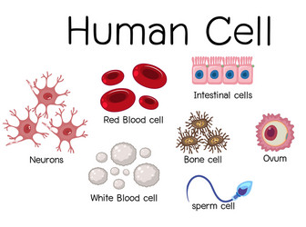 Human Cell Vector Images (over 64,000)