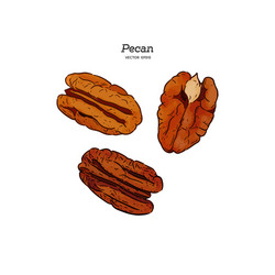 Pecan nut hand drawn sketch Royalty Free Vector Image