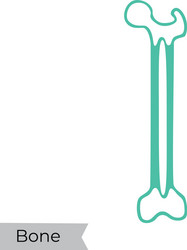 Bone marrow Royalty Free Vector Image - VectorStock