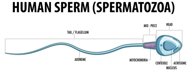 Structure of male sperm the Royalty Free Vector Image