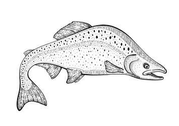 Salmon Jumping Coho Vector Images (65)