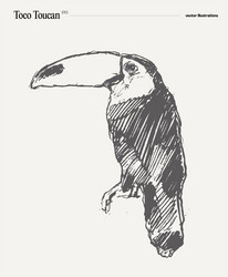 Toco Toucan Line Drawing