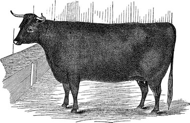 Heifer Vector Images (over 2,600)