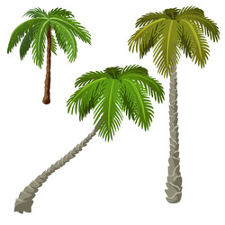 Palm trees Royalty Free Vector Image - VectorStock