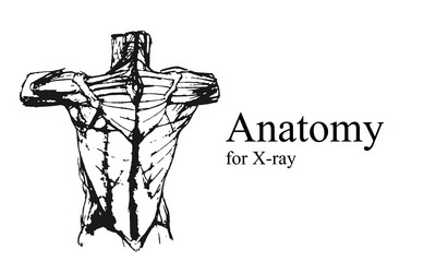 Hand drawn anatomy on white and black backgrounds Vector Image