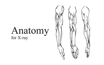 Hand drawn anatomy on white and black backgrounds Vector Image