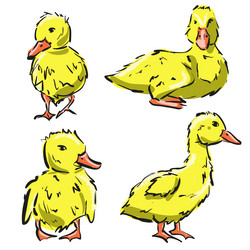 Thumb Duck Cartoon Vector Images (52)