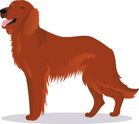 Irish red setter dog outline Royalty Free Vector Image