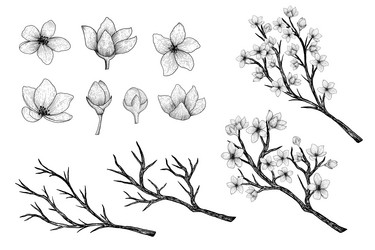 Sakura Outline Vector Images (over 1,600)
