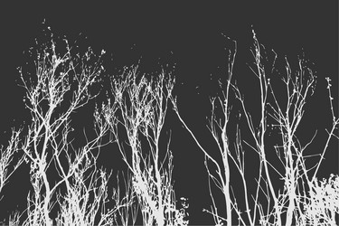 Silhouettes trees on subtle background tree Vector Image