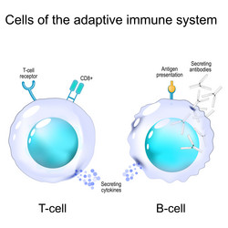 T-cell and b-cell Royalty Free Vector Image - VectorStock