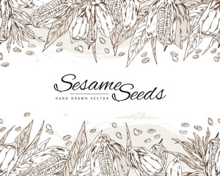 Cumin plants and seeds seamless border colored Vector Image
