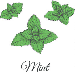 Mint leaves set natural aroma Royalty Free Vector Image