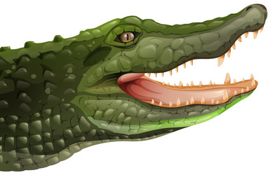 Ferocious strong crocodile Royalty Free Vector Image