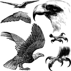 Philadelphia Eagles Vector Images (11)