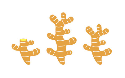 Ginger plant set natural organic aromatic spice Vector Image