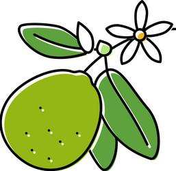 Lime Tree Vector Images (over 2,700)