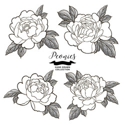 Peony flowers outlines hand drawn Royalty Free Vector Image