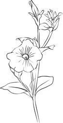 Drawing flower of hellebore Royalty Free Vector Image