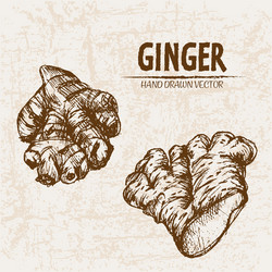 Digital detailed line art ginger Royalty Free Vector Image