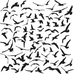 Seagulls Royalty Free Vector Image - VectorStock