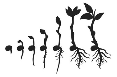 Grow up flower plant silhouettes collections Vector Image