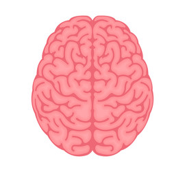 Human brain view from above Royalty Free Vector Image