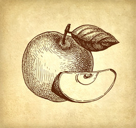 Apple ink sketch Royalty Free Vector Image - VectorStock