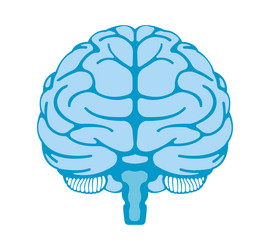 Human brain front view Royalty Free Vector Image