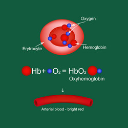 Oxyhemoglobin hemoglobin carries oxygen Royalty Free Vector