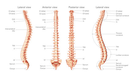 Human vertebral column in front back side Vector Image