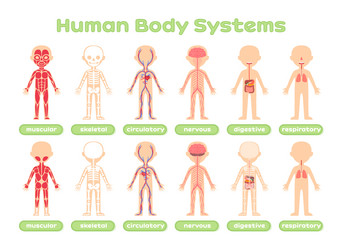 Set of isolated cartoon boys and human body Vector Image