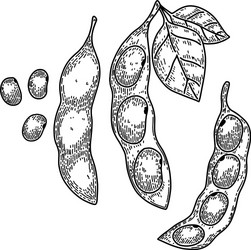 Soya Plant Drawing Vector Images (over 190)