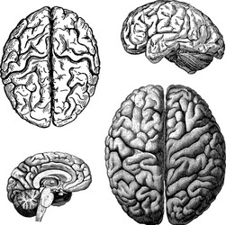 Brain Vector Images (over 230,000)